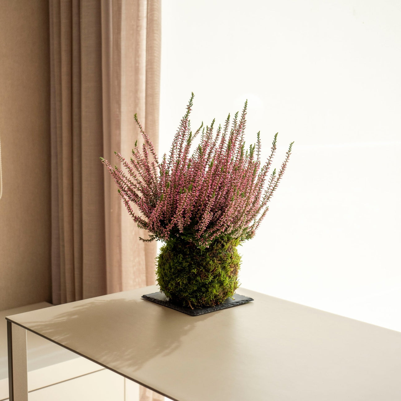 La Calluna: Belleza y Resistencia en tu Jardín – Omotesandō Plants