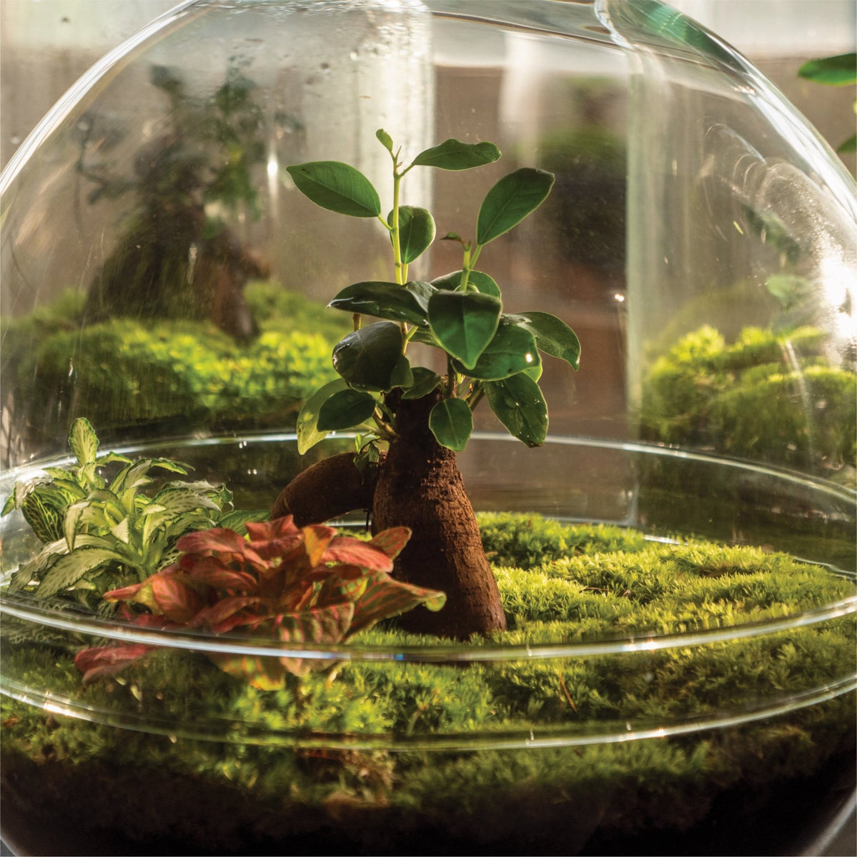 ¿Cómo debo cuidar mi terrario? – Omotesandō Plants