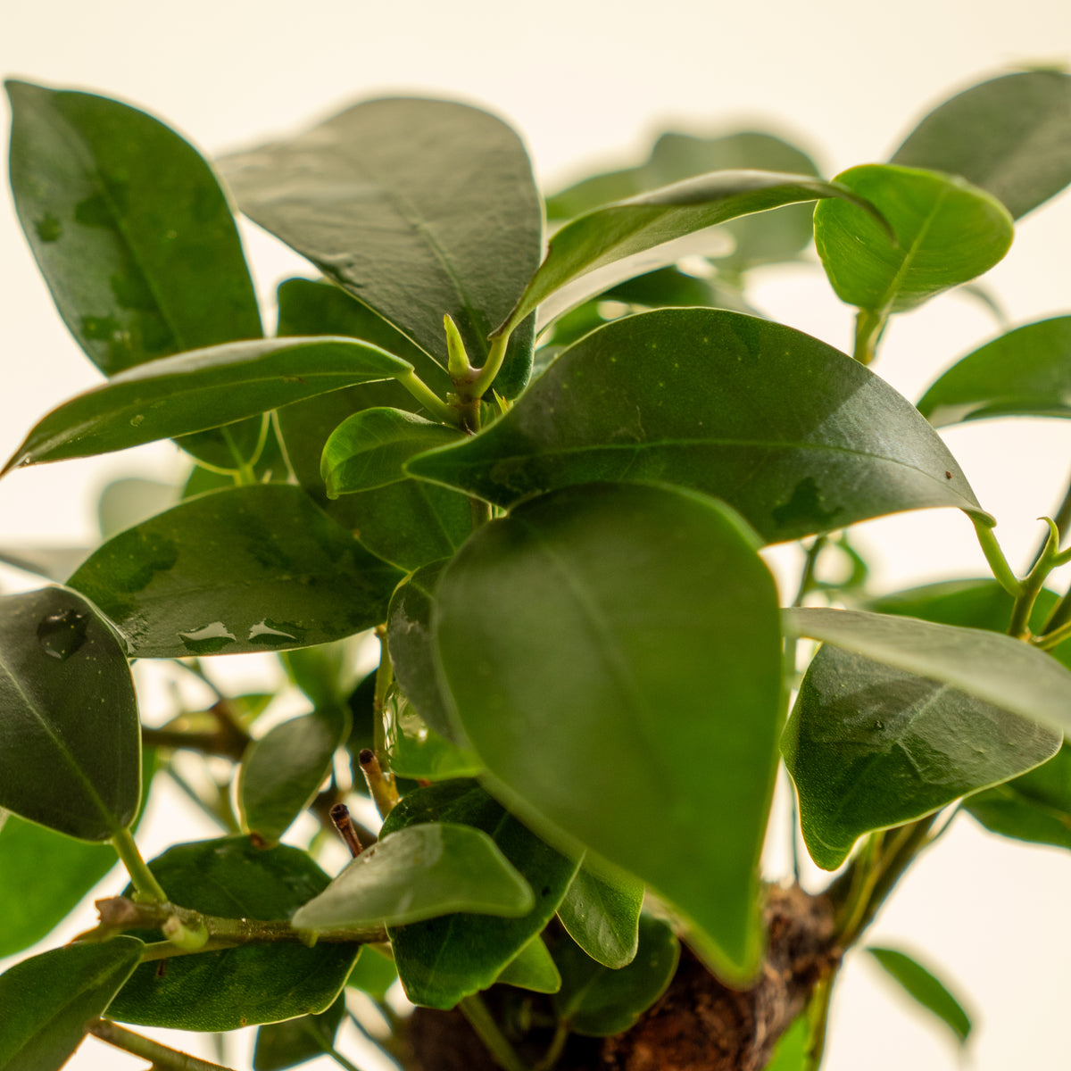 Mizu - Gardens in a bowl | Omotesandō Plants