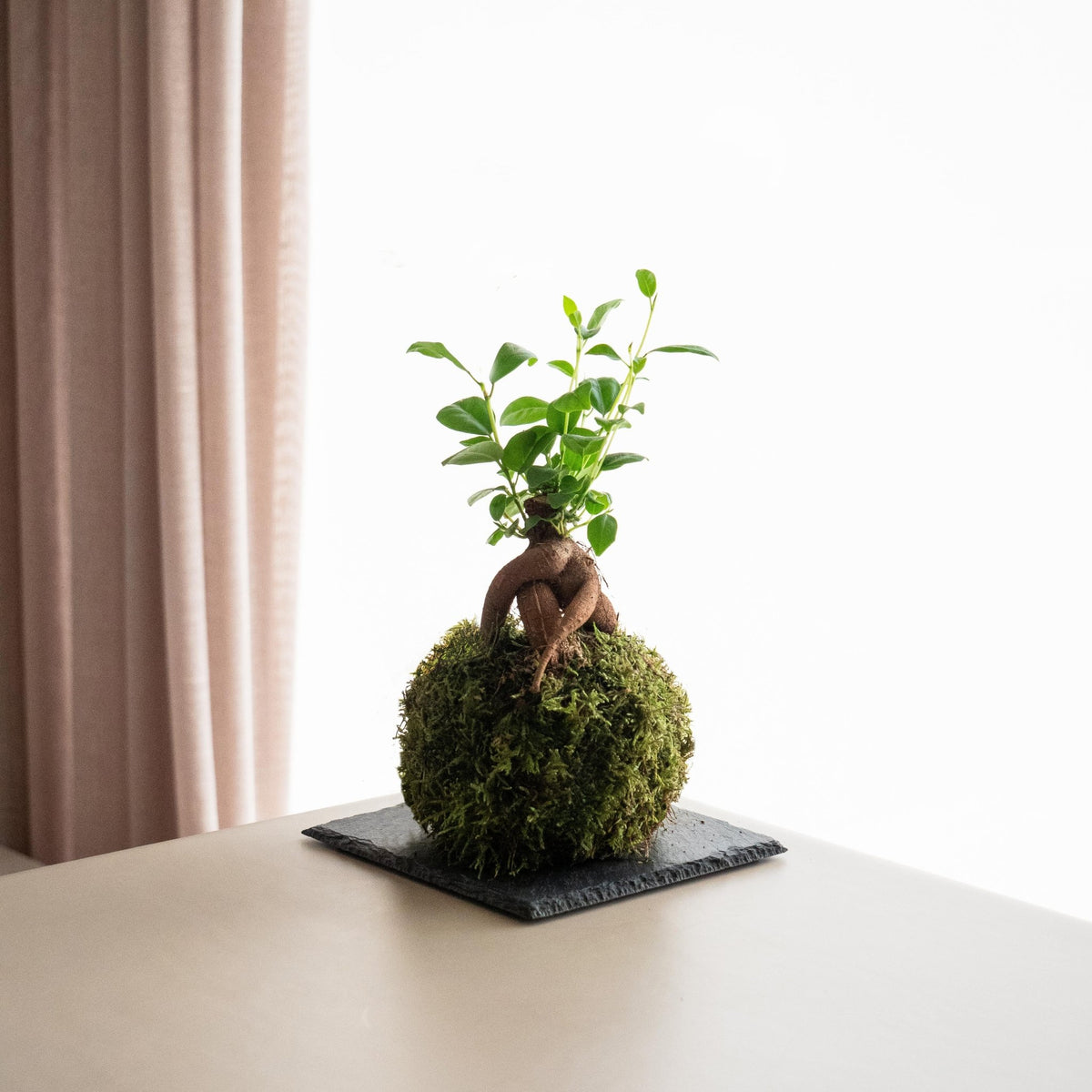 Ficus Ginseng Mini Kokedama · Buy online · Omotesandō Plants