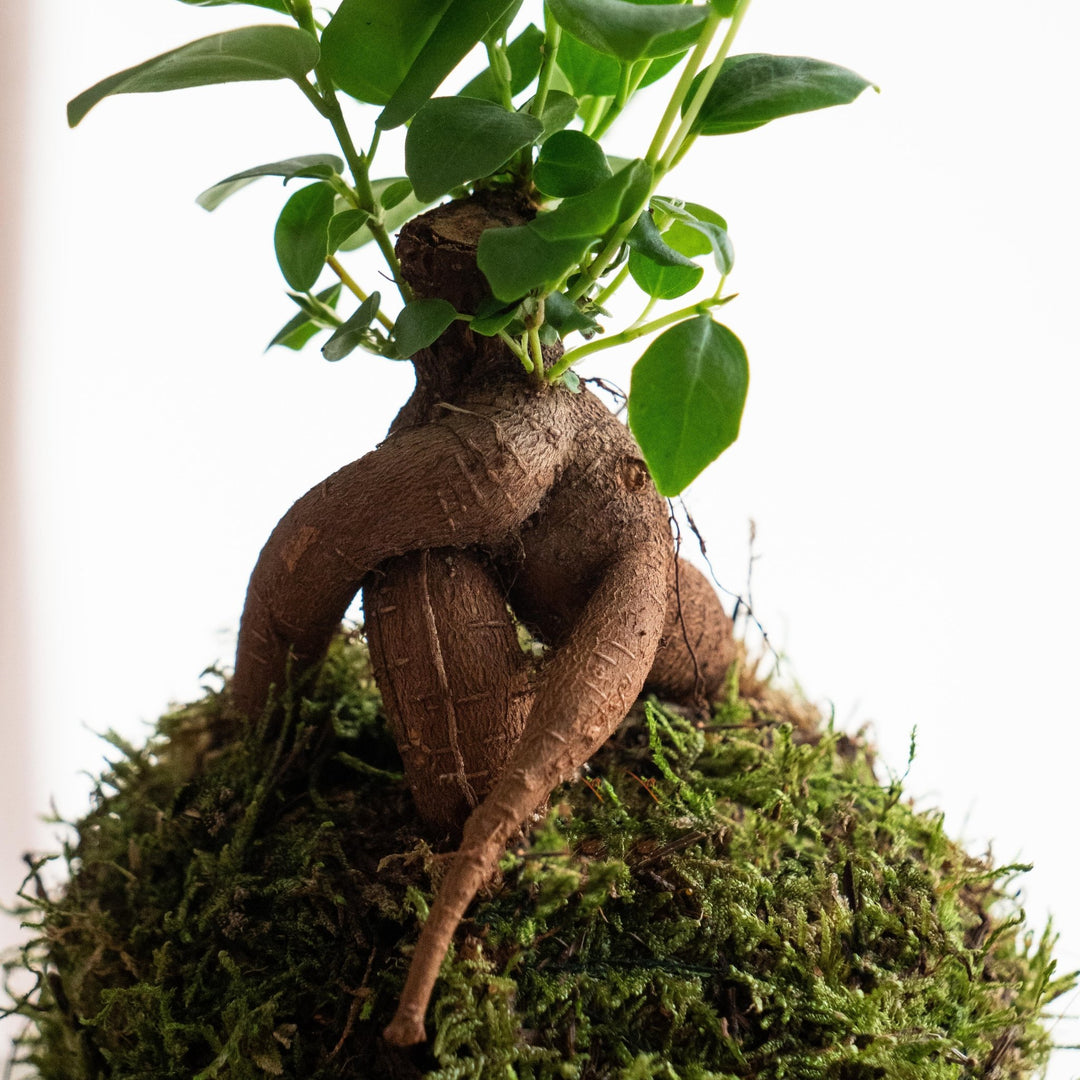 Ficus Ginseng Mini KOKEDAMA - Delivery in 48 hours : Omotesandō ...