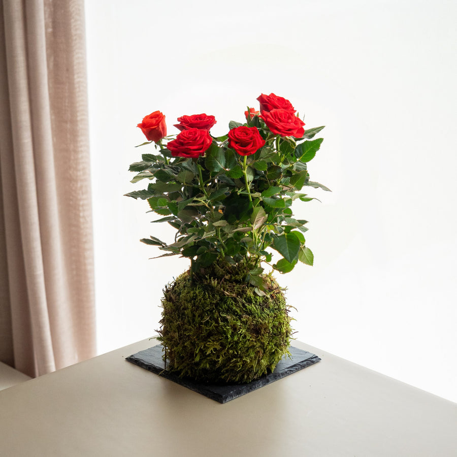 Kokedama rose bush - Kokedamas | Omotesandō Plants