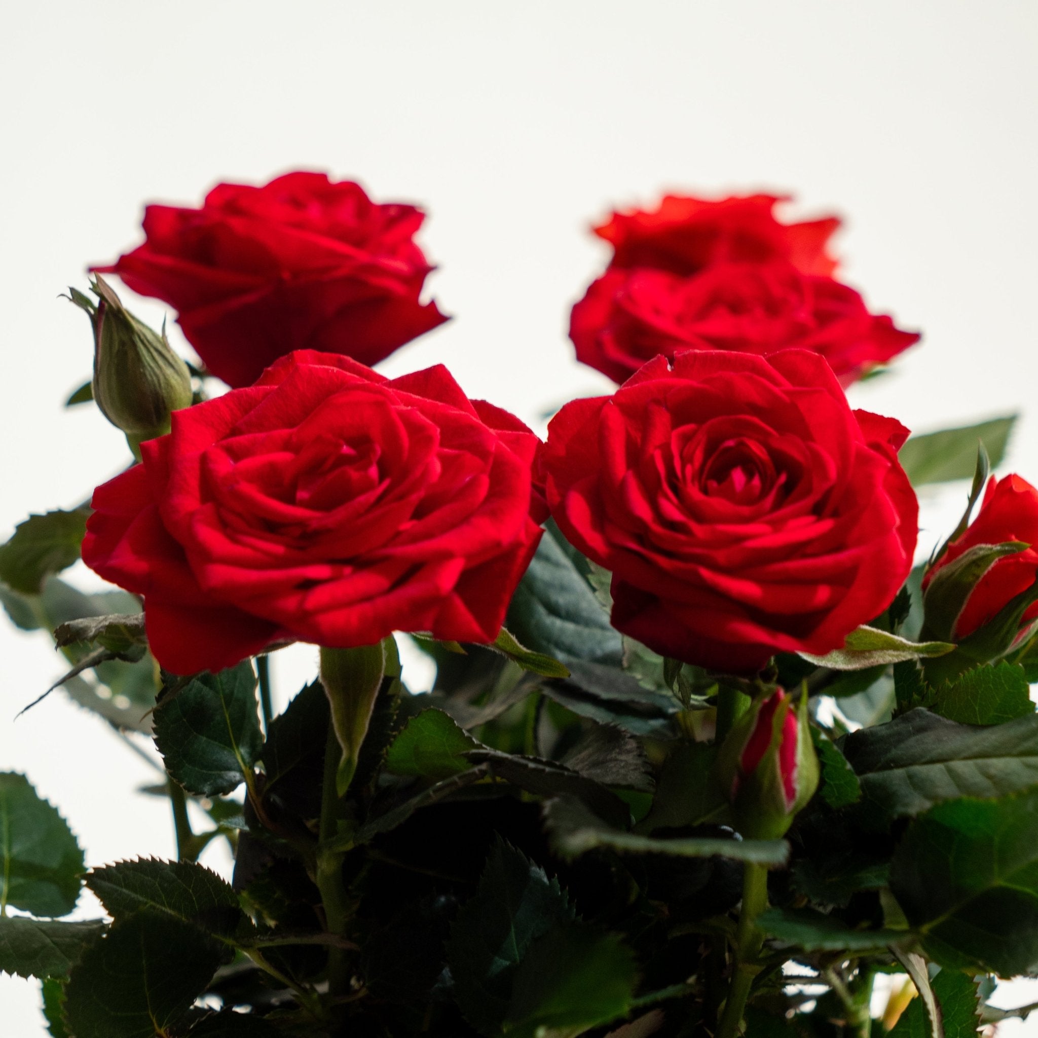 Kokedama rose bush - Kokedamas | Omotesandō Plants