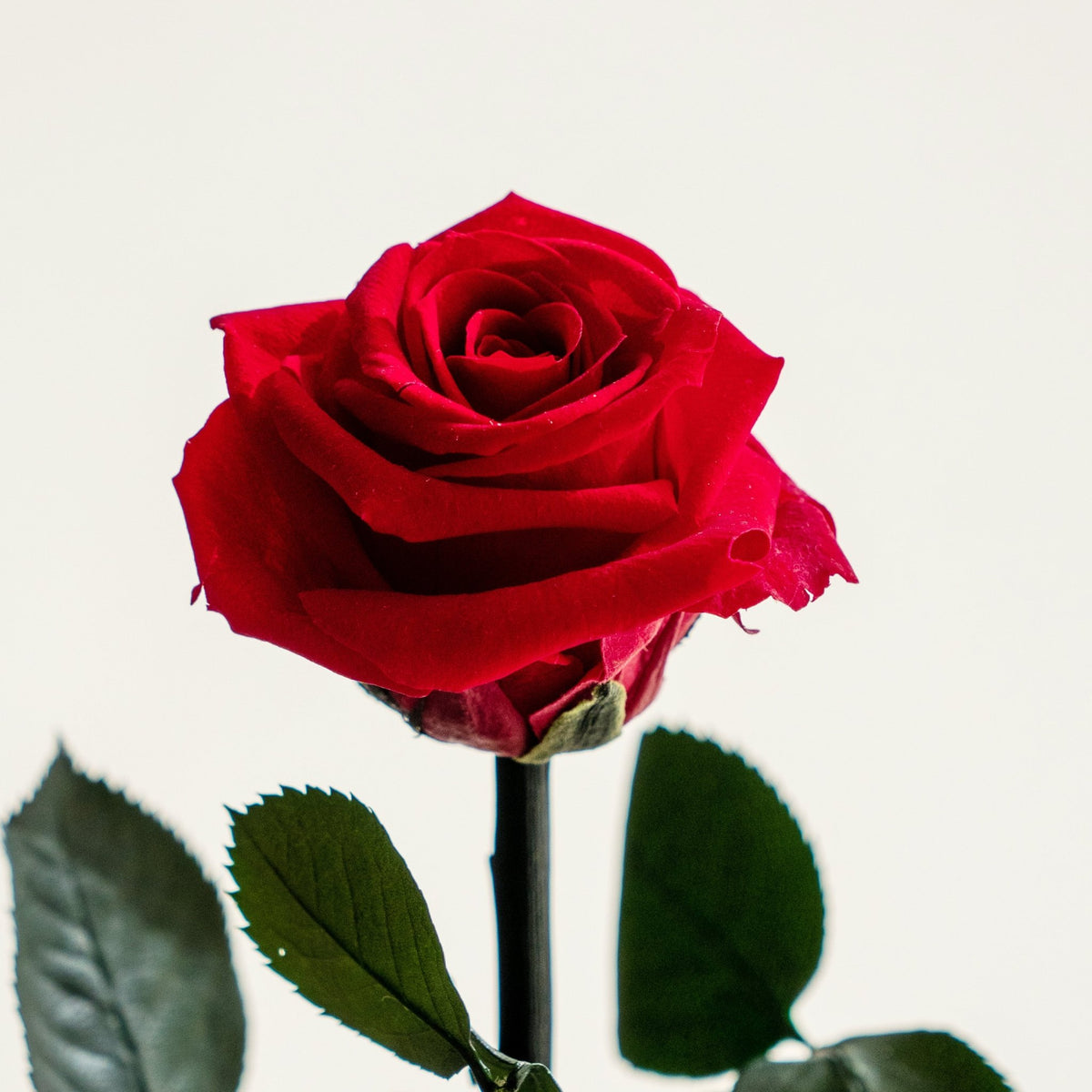 Rose - Rosas eternas | Omotesandō Plants