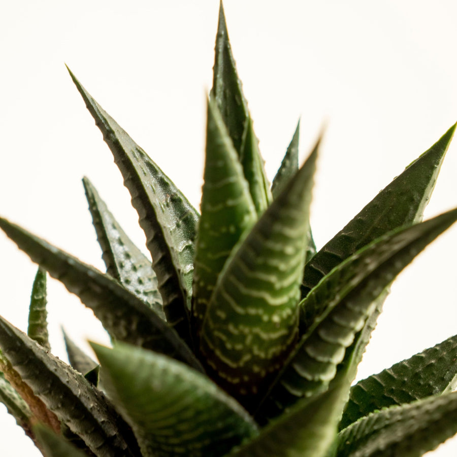 Aloe Cosmo - KOKEDAMA - Envío de plantas naturales – Omotesandō Plants