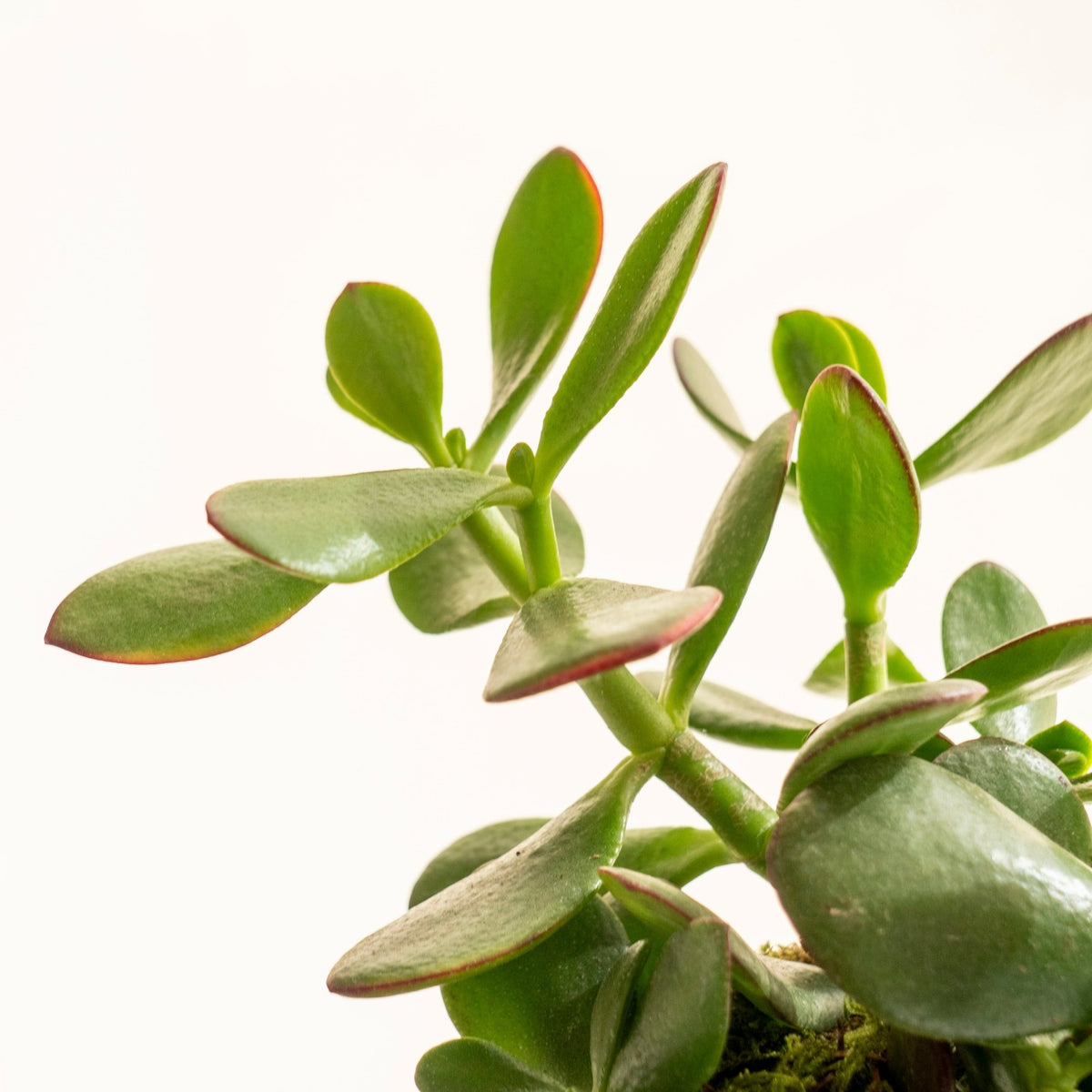 Jade tree - Natural plants without pot KOKEDAMA – Omotesandō Plants