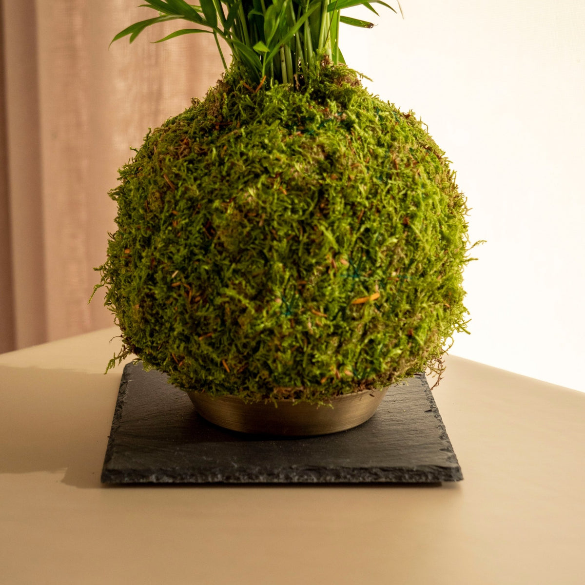 Lifting base - Bases for kokedama | Omotesandō Plants