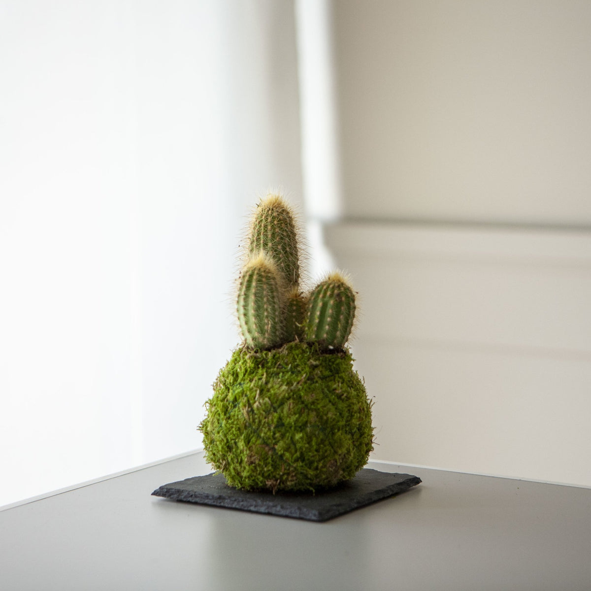 KOKEDAMA Cactus - Natural plants without pot | Omotesandō – Omotesandō ...