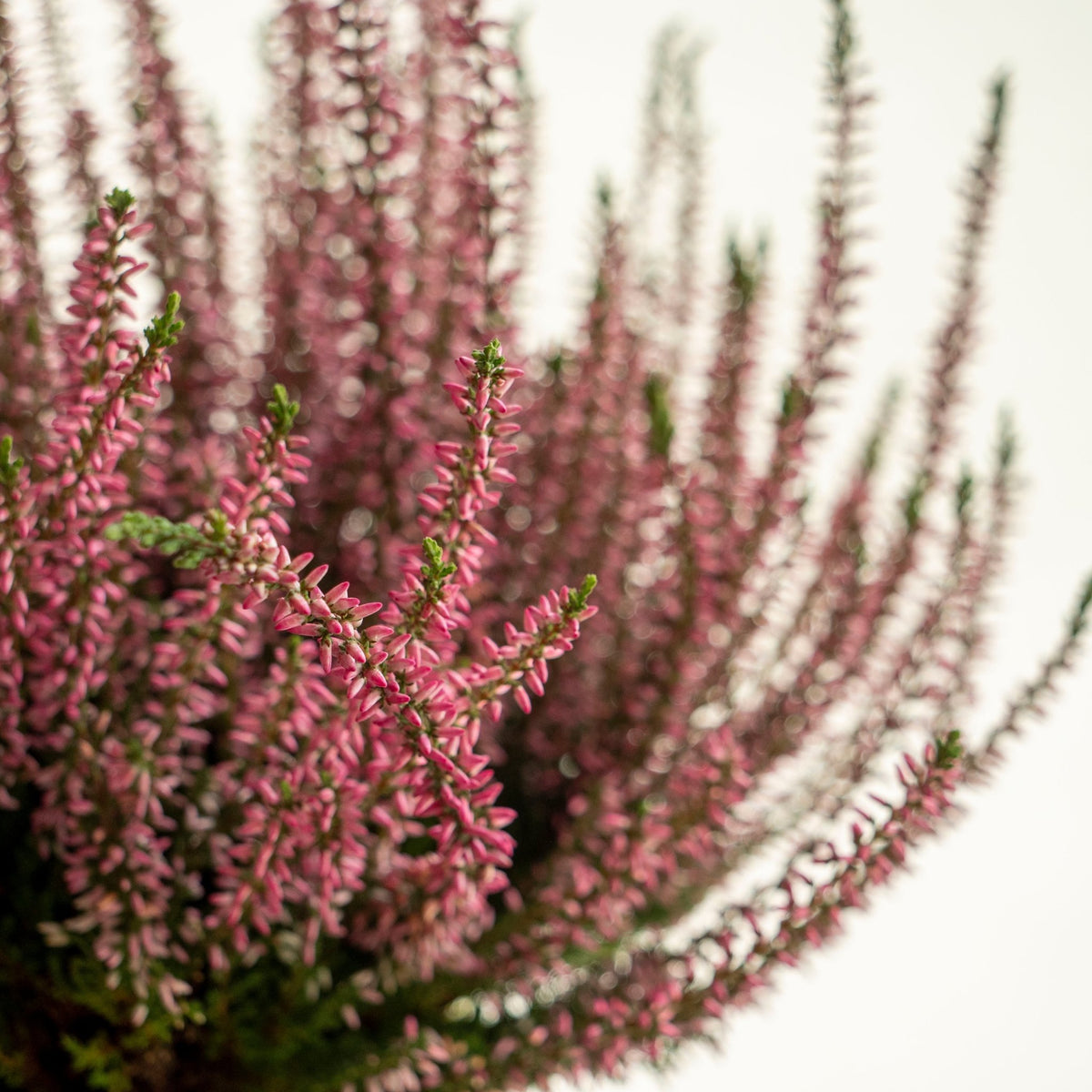 Calluna Rosa Kokedama - Kokedamas | Omotesandō Plants