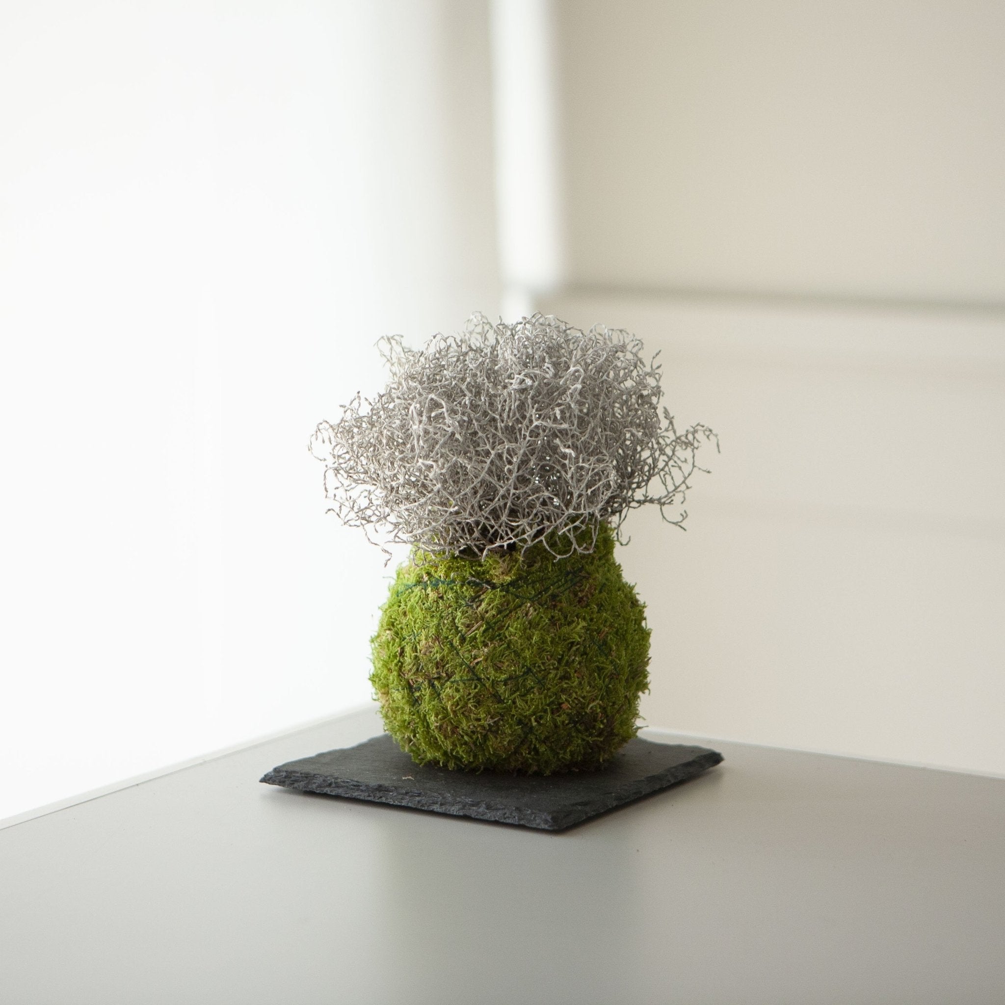 Caloce - KOKEDAMA | Omotesandō Plants