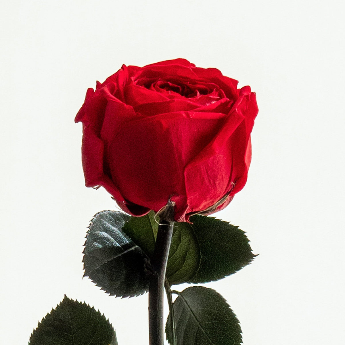 Cúpula Rose - Rosa eterna | Omotesandō Plants