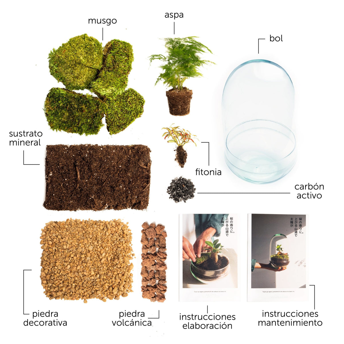 Pack DIY - Jardín en un bol "Aspa Natura" - Jardín en un bol ...