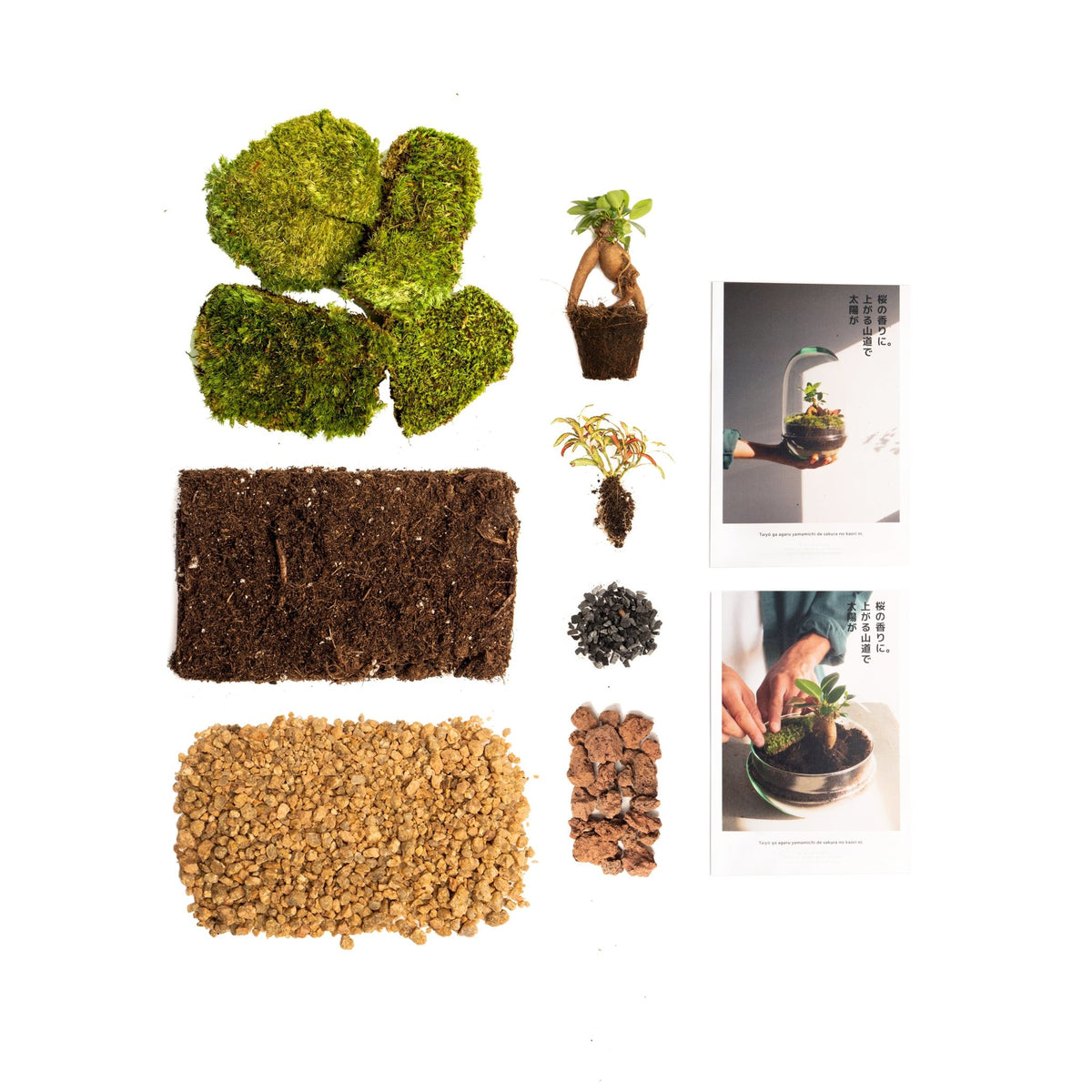 Pack DIY - Terrarium sans bol | Omotesandō Plantes – Omotesandō Plants
