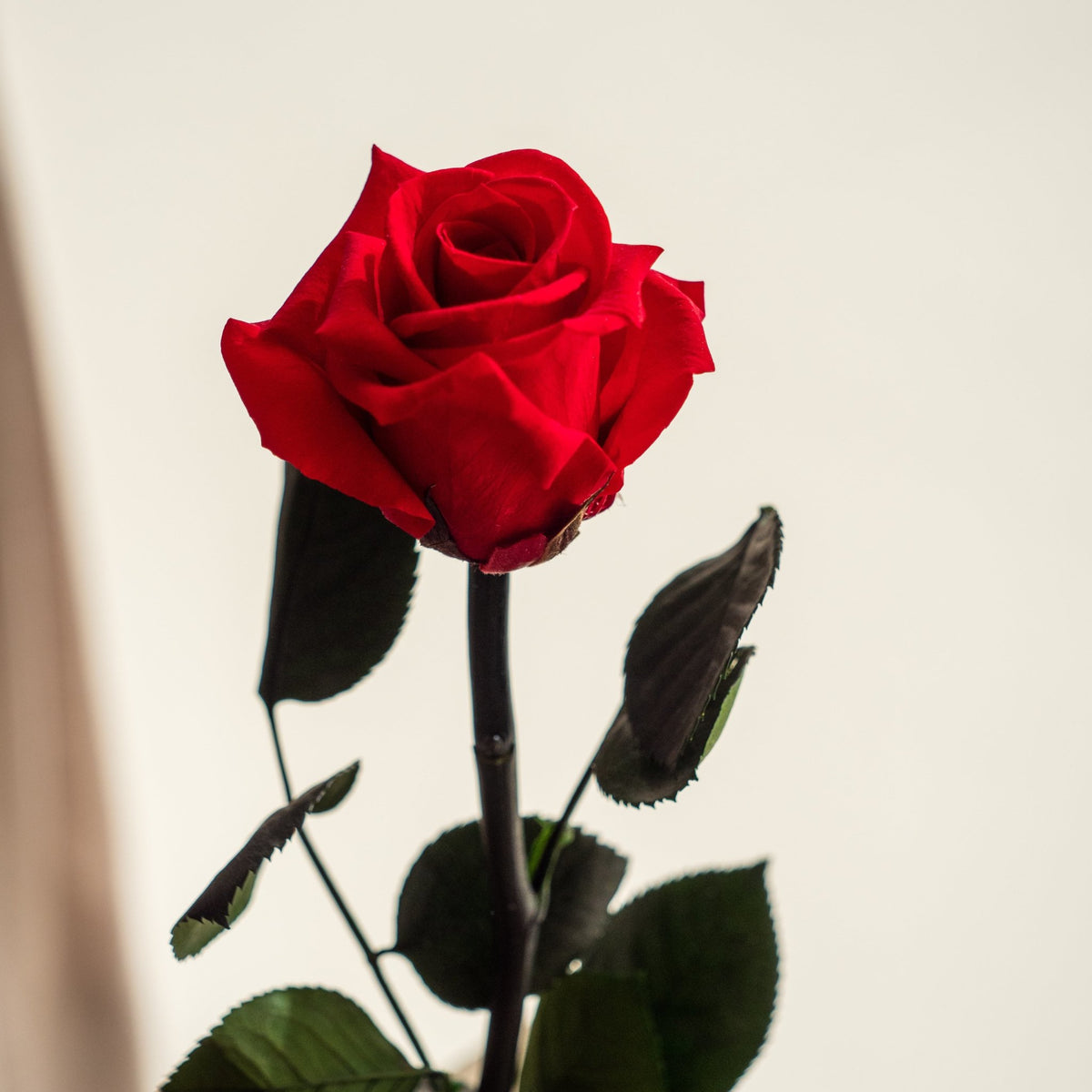 Rose - Freeze-dried natural flower | Omotesandō Plants