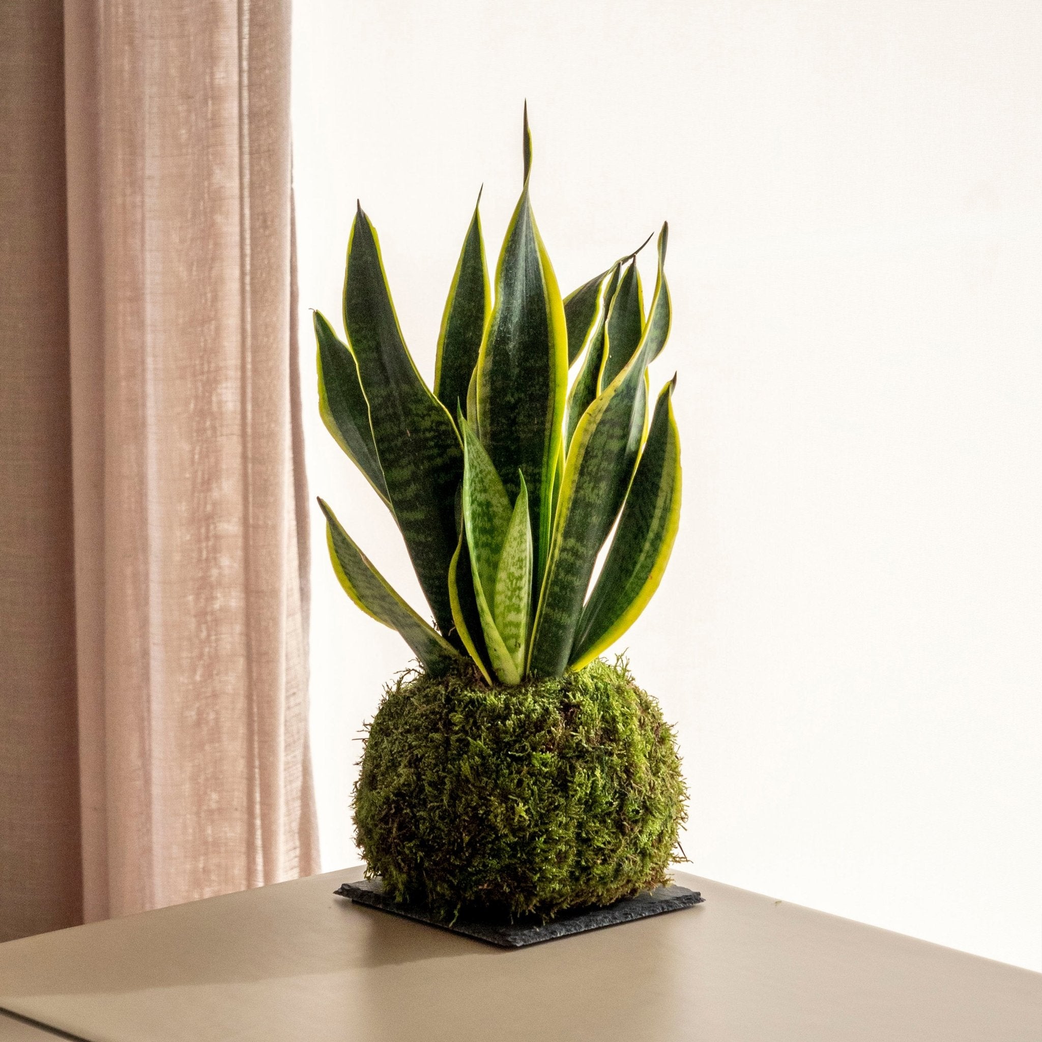 Sanse mini Kokedama - Kokedamas | Omotesandō Plants